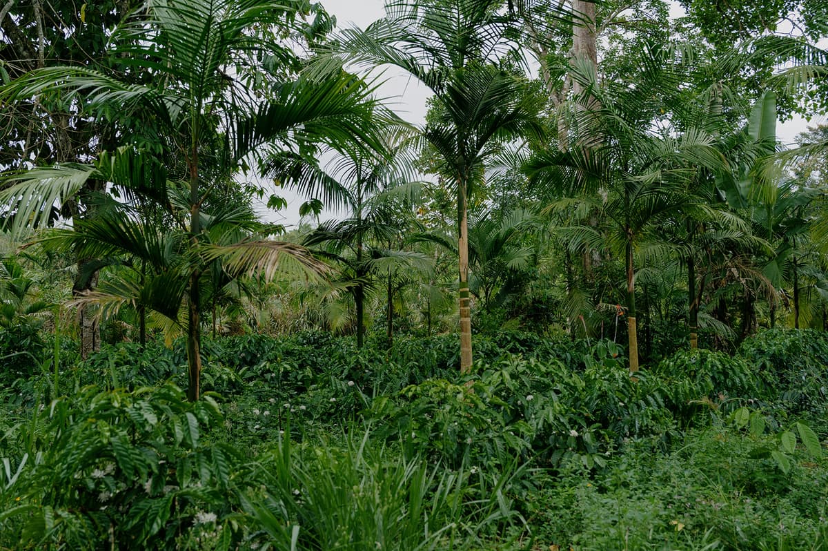 Agroforestry Intelligence Platform - Planning